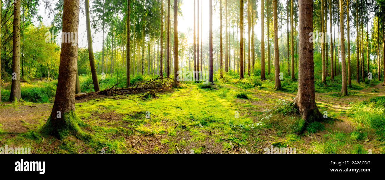 Sunny background with big tree shadow hi-res stock photography and ...