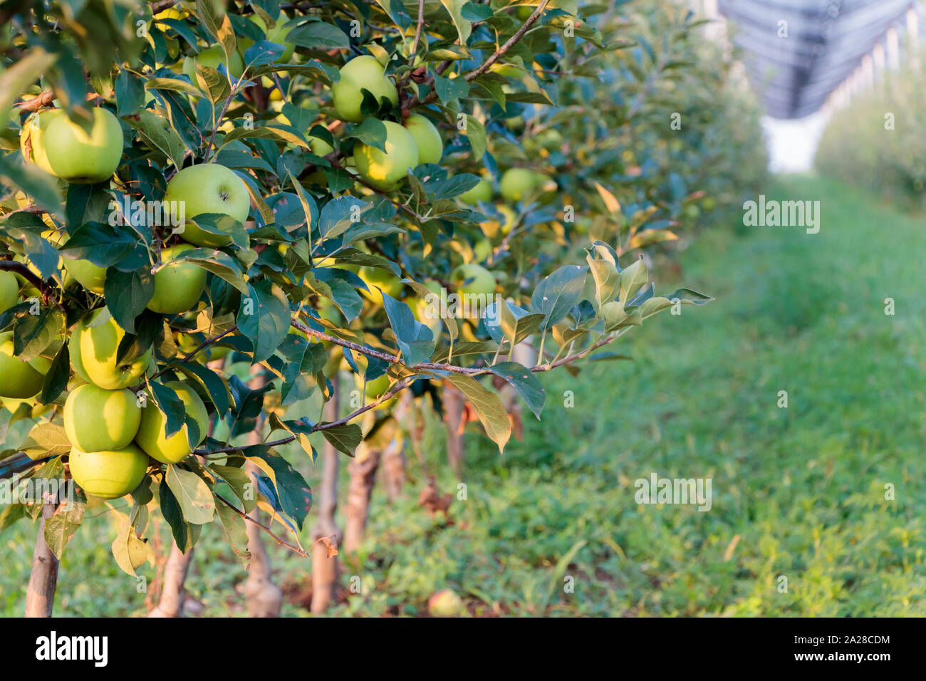 Golden Delicious apple tree at the apple orchard in August, Serbia ...