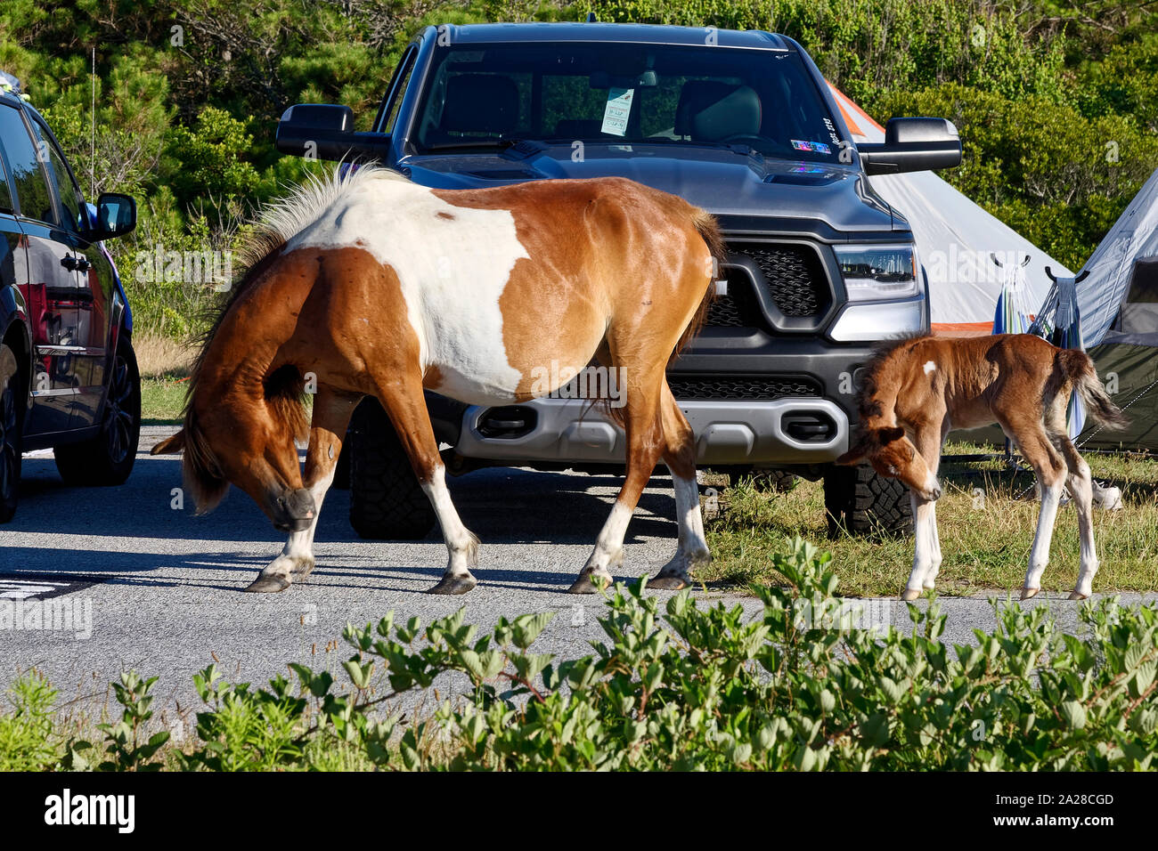 wild horses walking; mare, newborn foal, same posture, campground ...