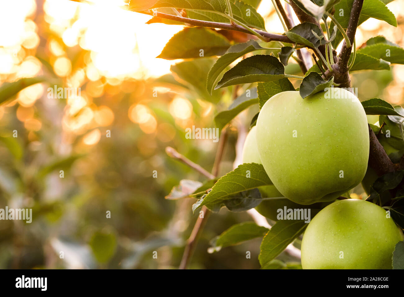 Golden Delicious apples at golden hour in August, dramatic yellow color ...