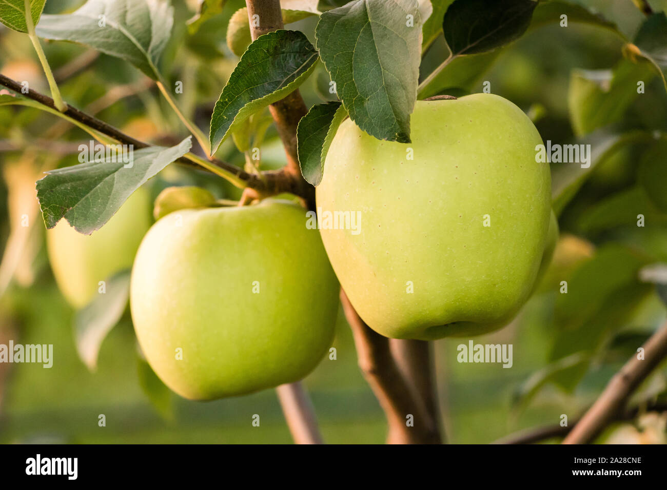 Yellow apple on branch in hi-res stock photography and images - Alamy