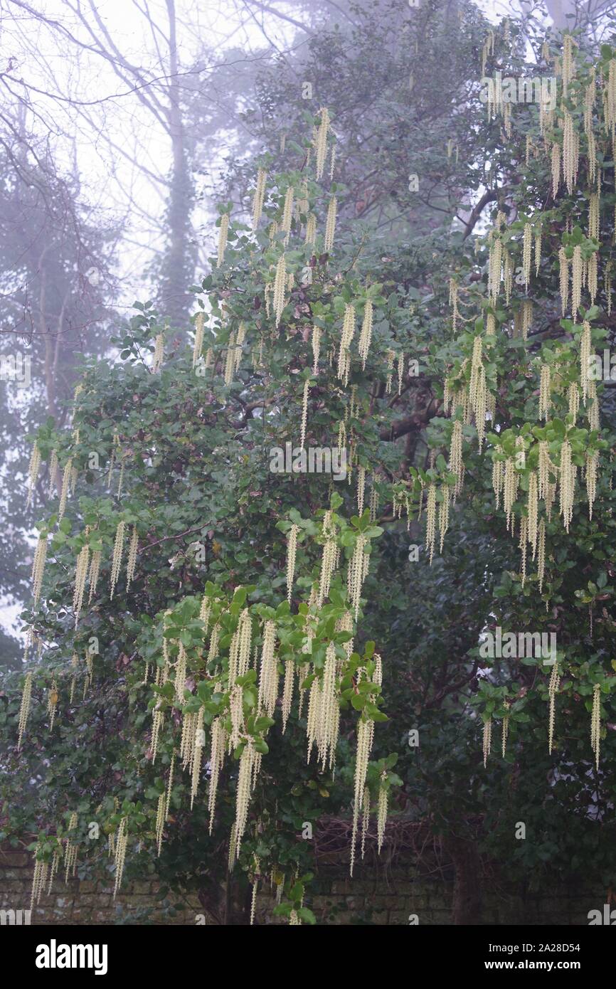 Garrya elliptica, Silk Tassel Bush, on a Misty Winters Day. Exeter ...
