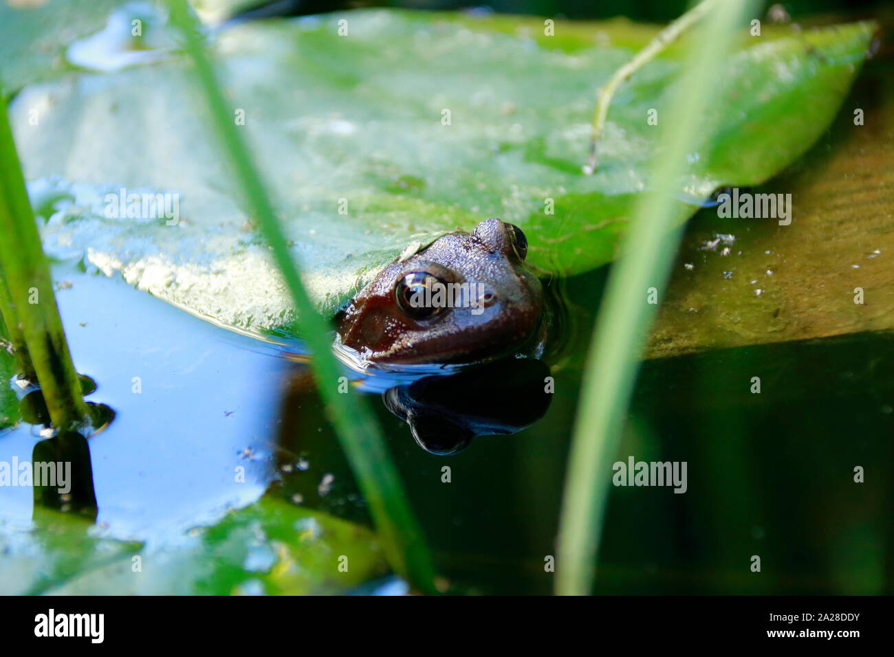 Frog under the leaf hi-res stock photography and images - Alamy