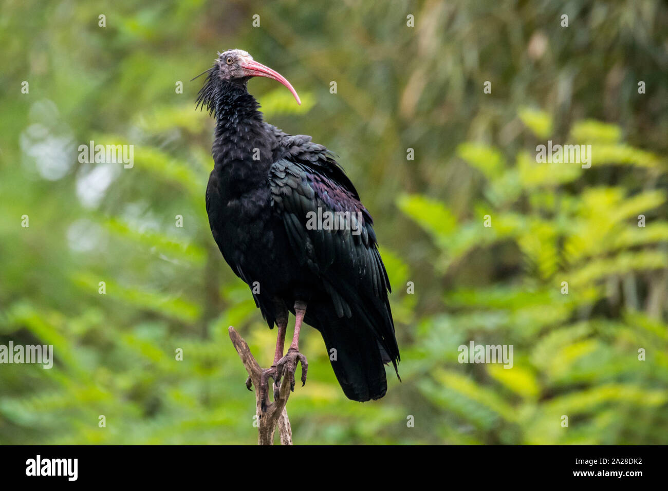 Birds of morocco hi-res stock photography and images - Alamy