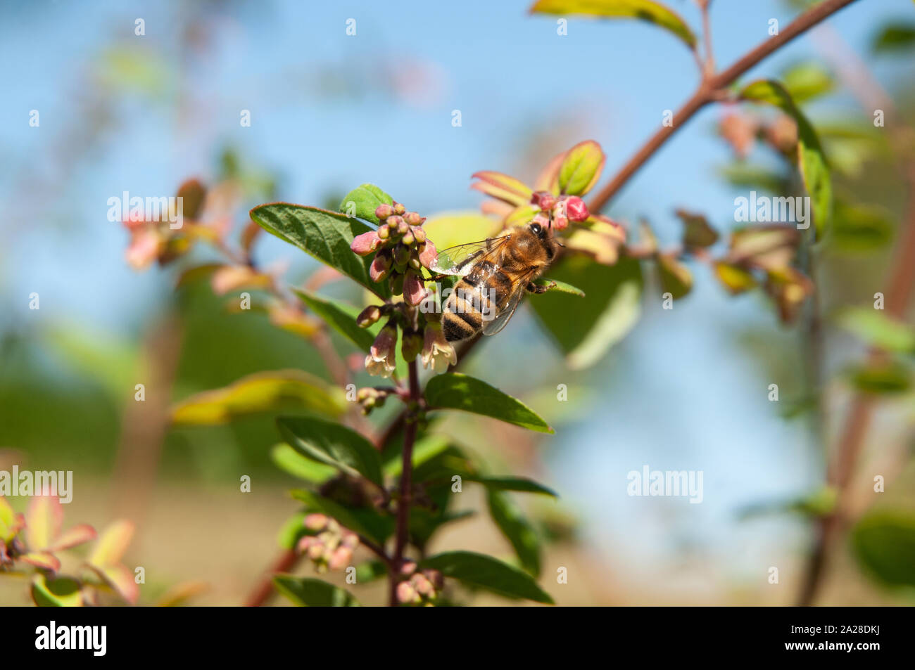 honey bee, apis mellifera, pollinating blossom of a flowering garden ...