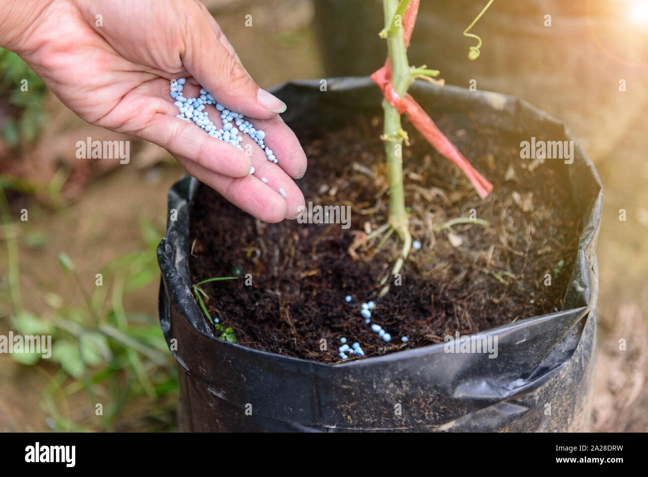 Farmer add the Chemical fertilizer to tree Stock Photo - Alamy