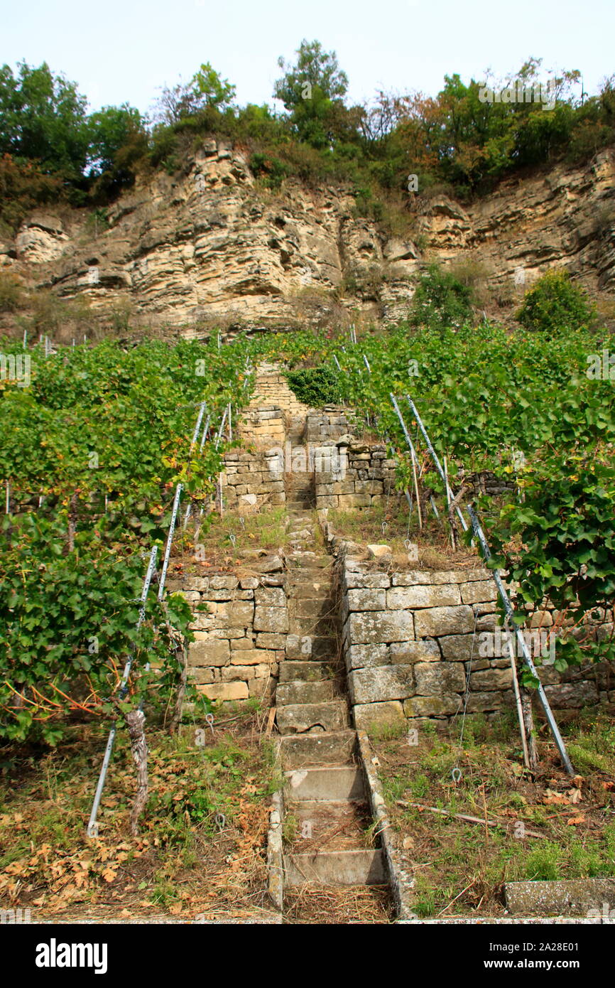 stairs leading into a vineyard Stock Photo - Alamy