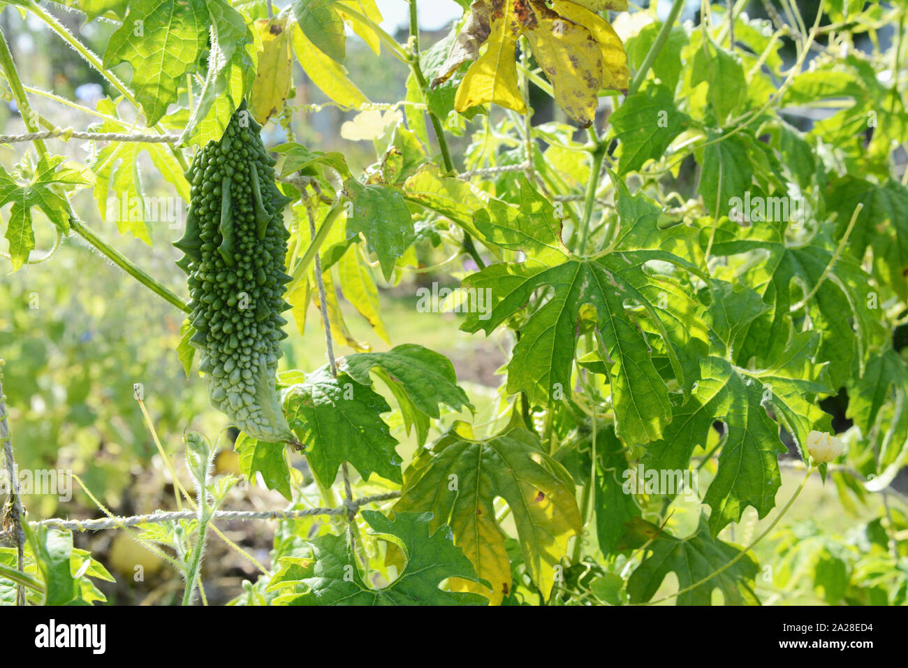 Unusual bitter melon fruit - momordica charantia - hanging from a leafy ...