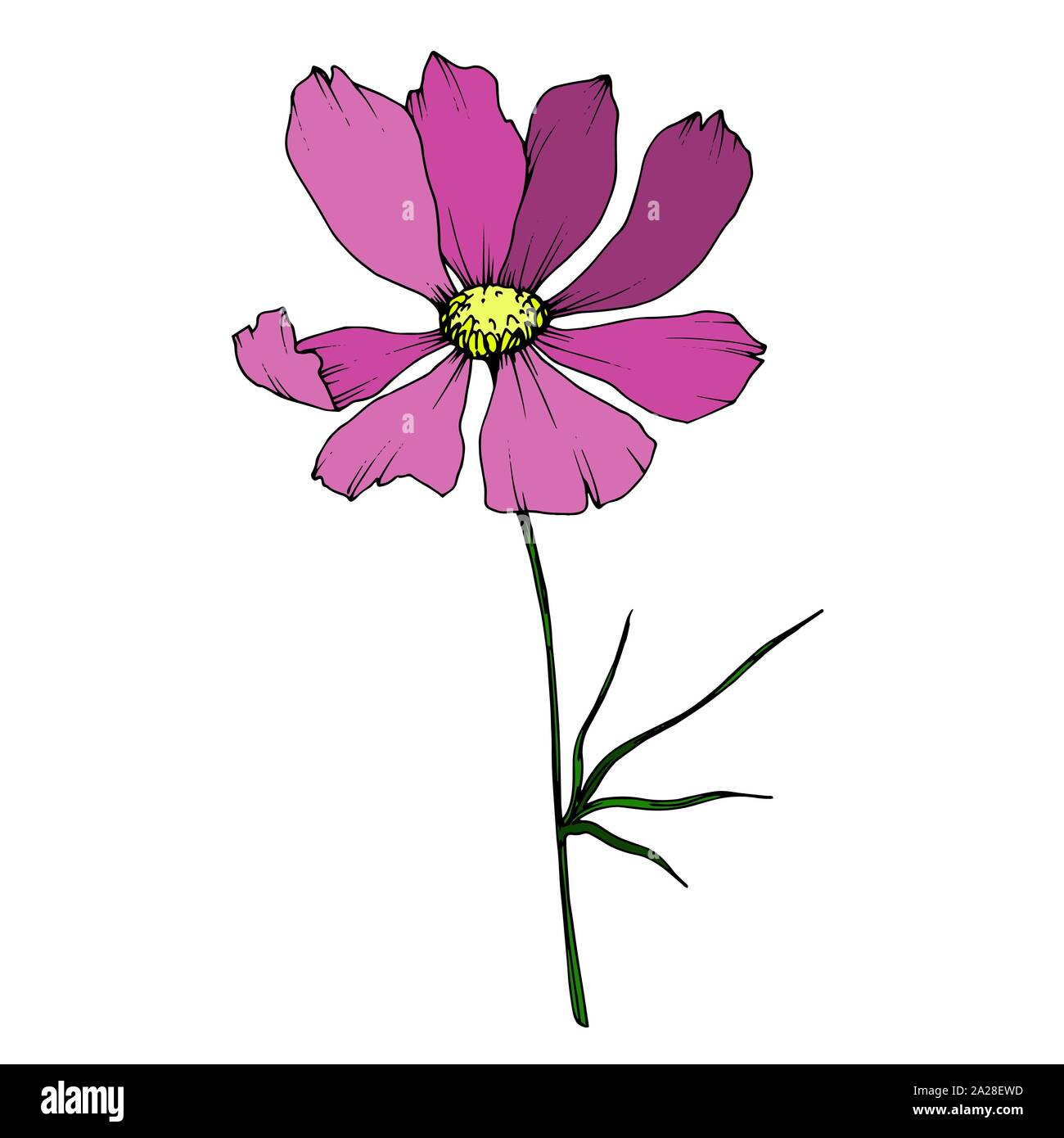 Vector Cosmos floral botanical flowers. Black and white engraved ink ...