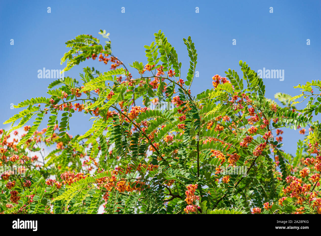 Pink shower tree (Cassia javanica indochinensis) - Florida, USA Stock ...
