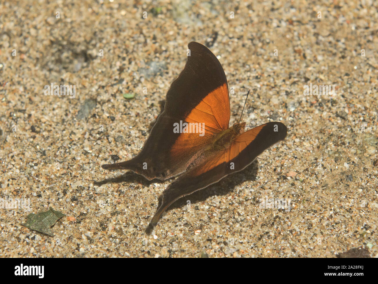 Sunset daggerwing (Marpesia furcula) butterfly, Podocarpus National ...
