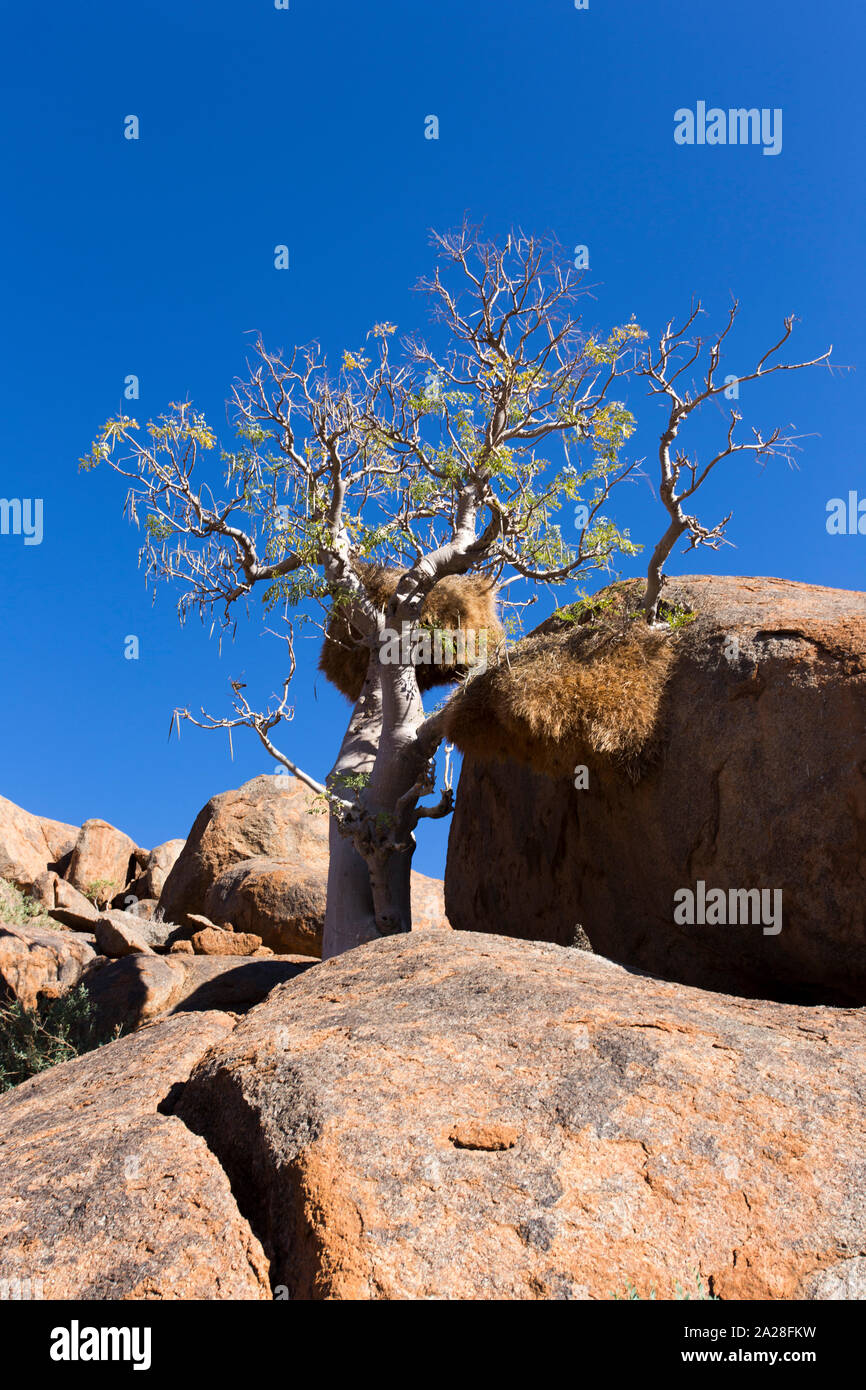 big birds nest on a tree in Namibia Stock Photo - Alamy