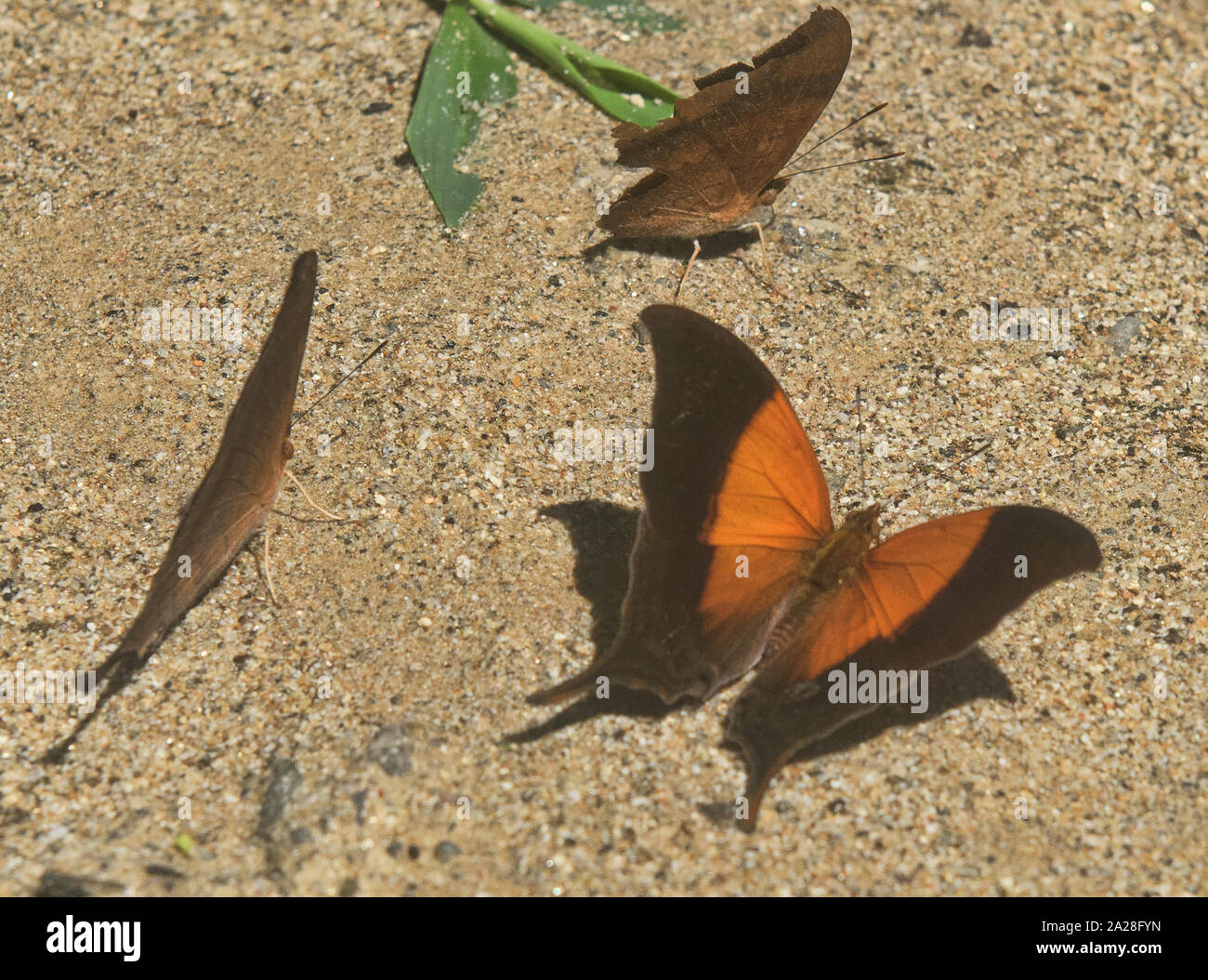 Sunset daggerwing (Marpesia furcula) butterfly, Podocarpus National ...