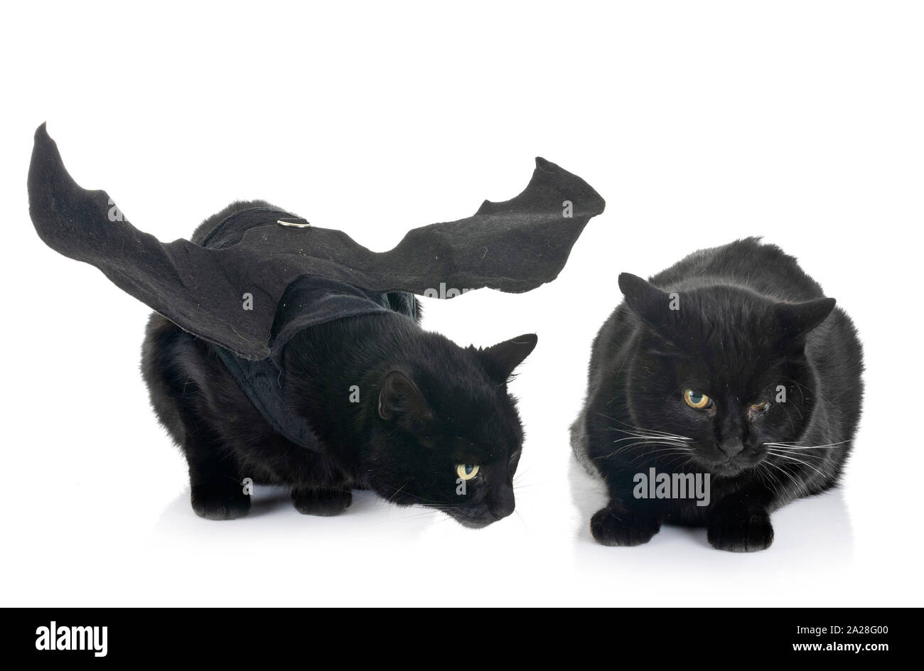 Bat cat Cut Out Stock Images & Pictures - Alamy