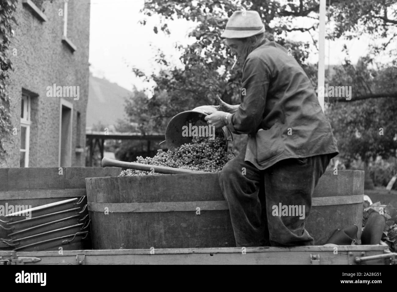 Trauben vor der Verarbeitung in Kröv, Deutschland 1968. Grapes before ...