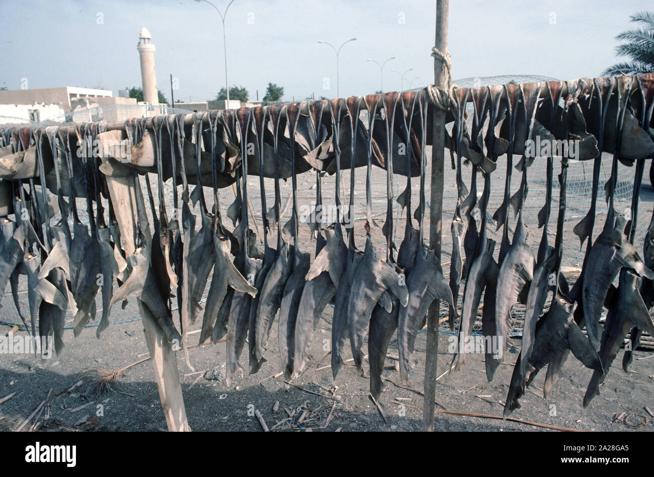 Shark fins drying in Sharjah fishing harbour, United Arab Emirates ...