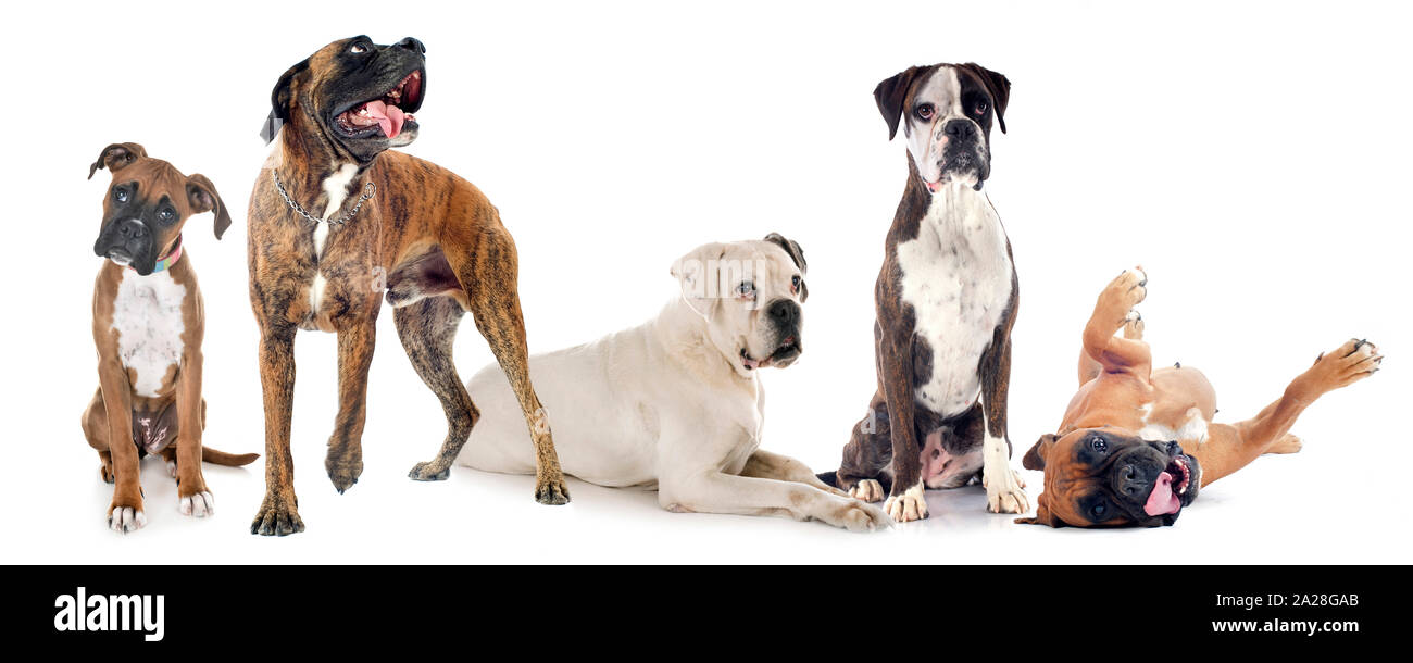 group of boxers in front of white background Stock Photo - Alamy