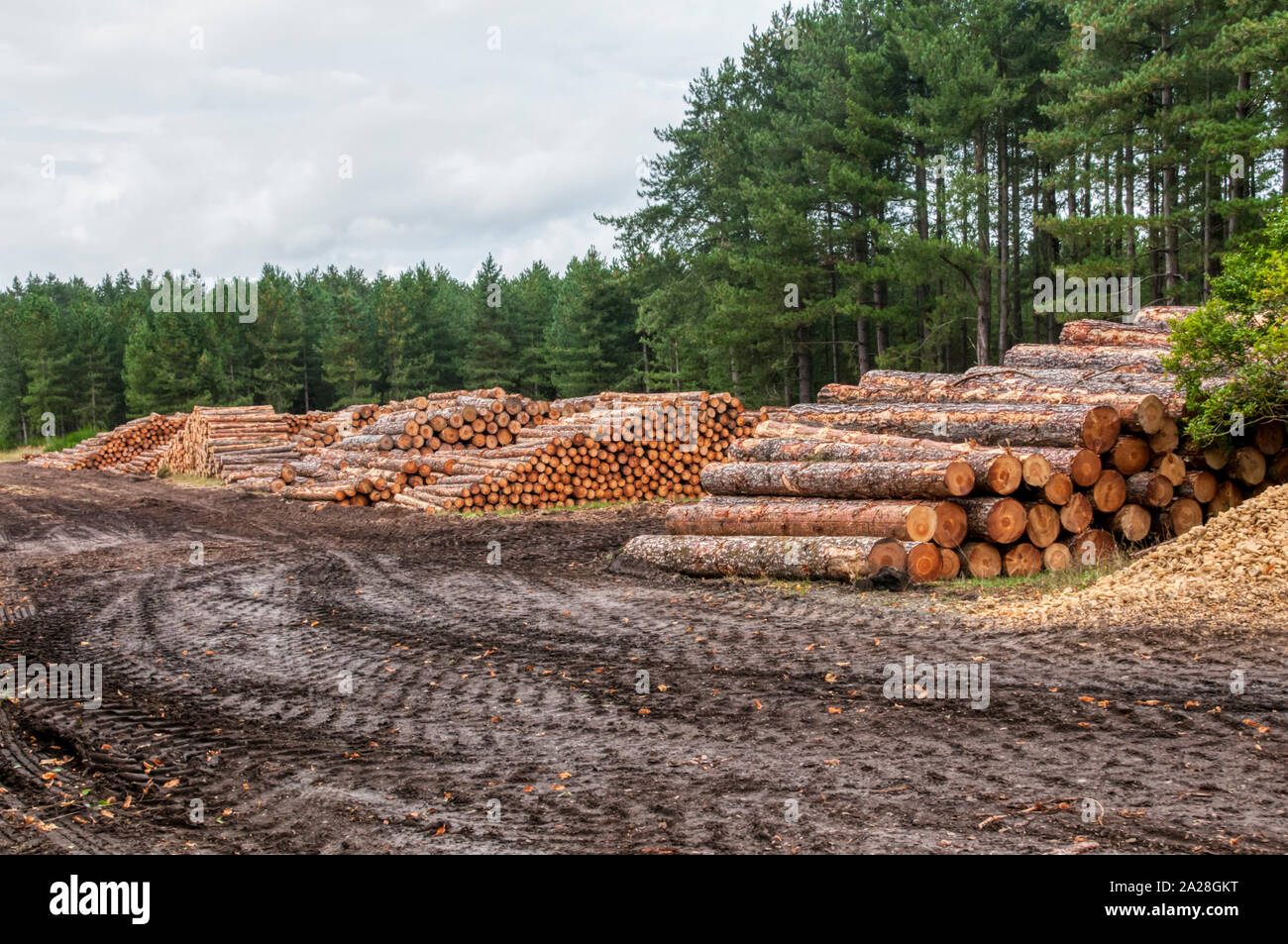 Log stacks in Thetford Forest Stock Photo - Alamy