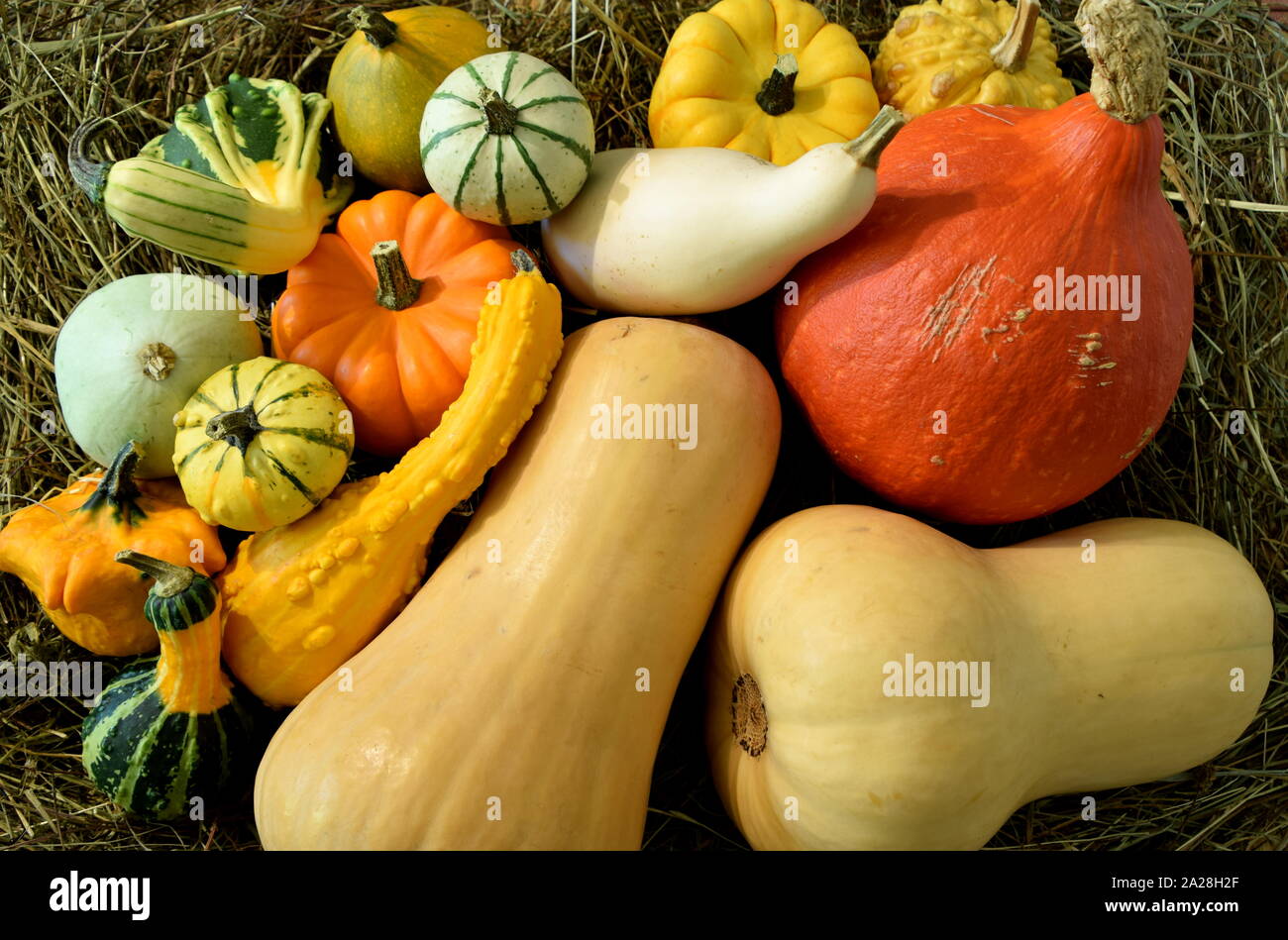 decorative mix of coloured pumpkins Stock Photo - Alamy