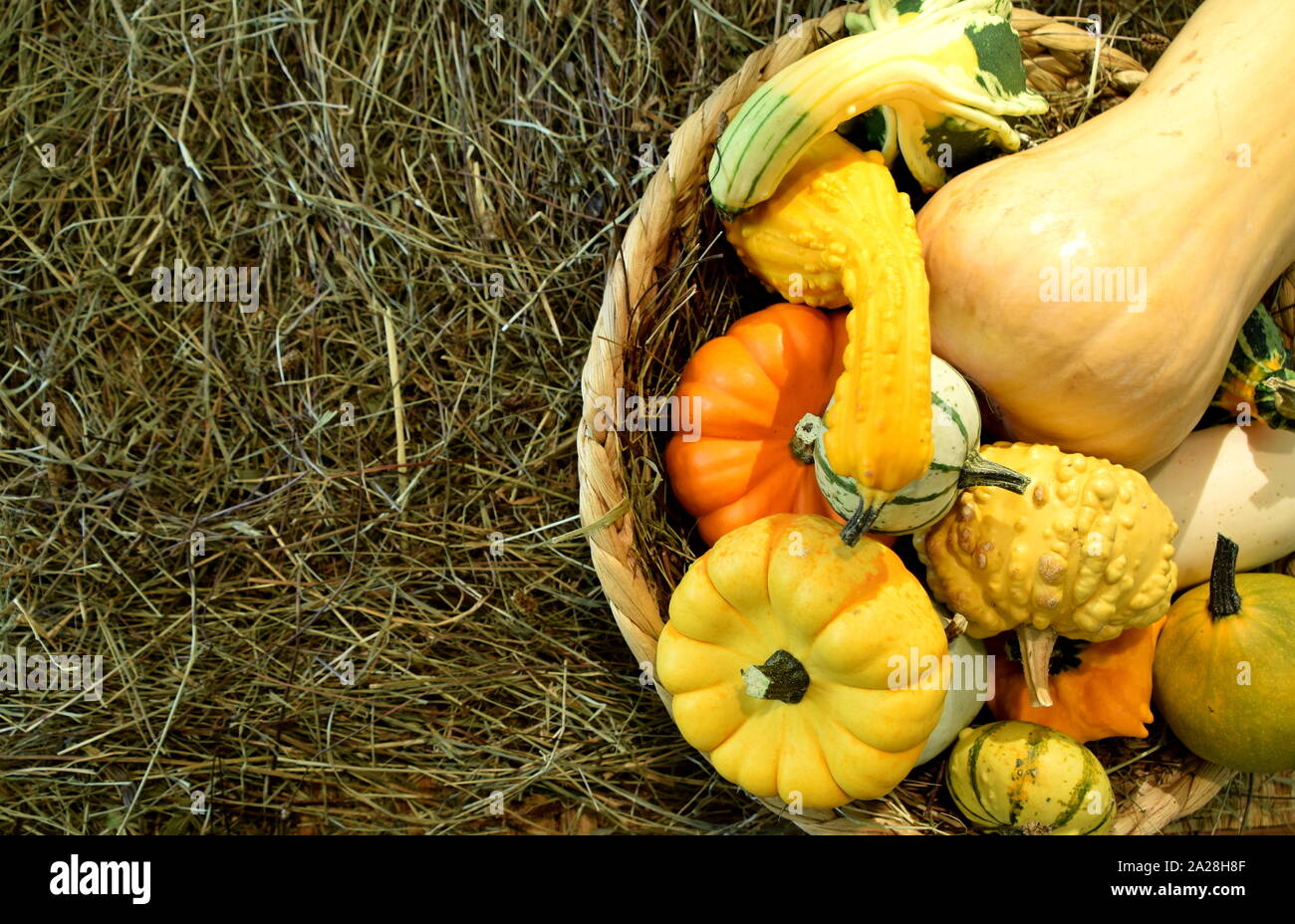 Mix of pumpkins hi-res stock photography and images - Alamy