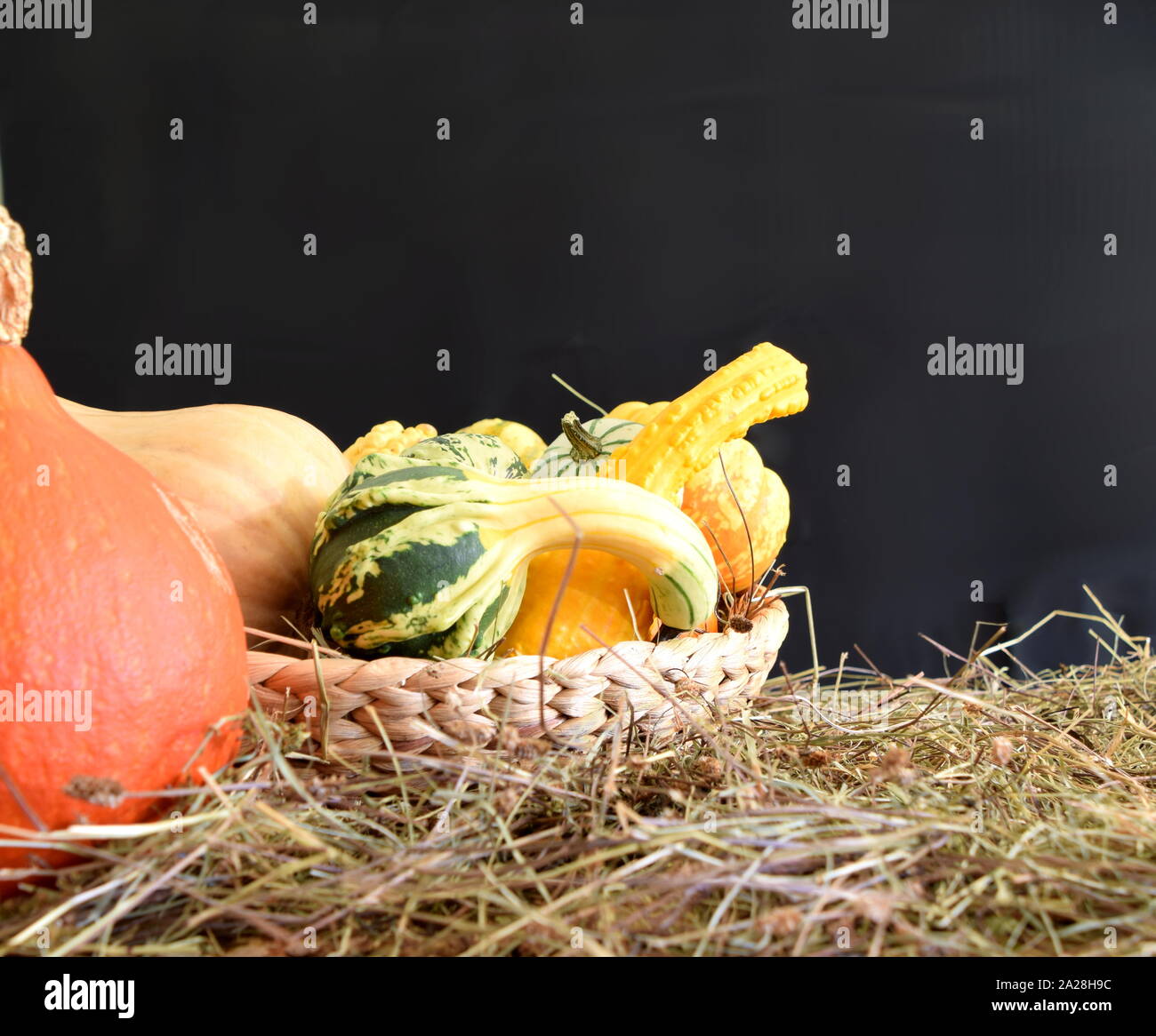 decorative mix of coloured pumpkins Stock Photo - Alamy
