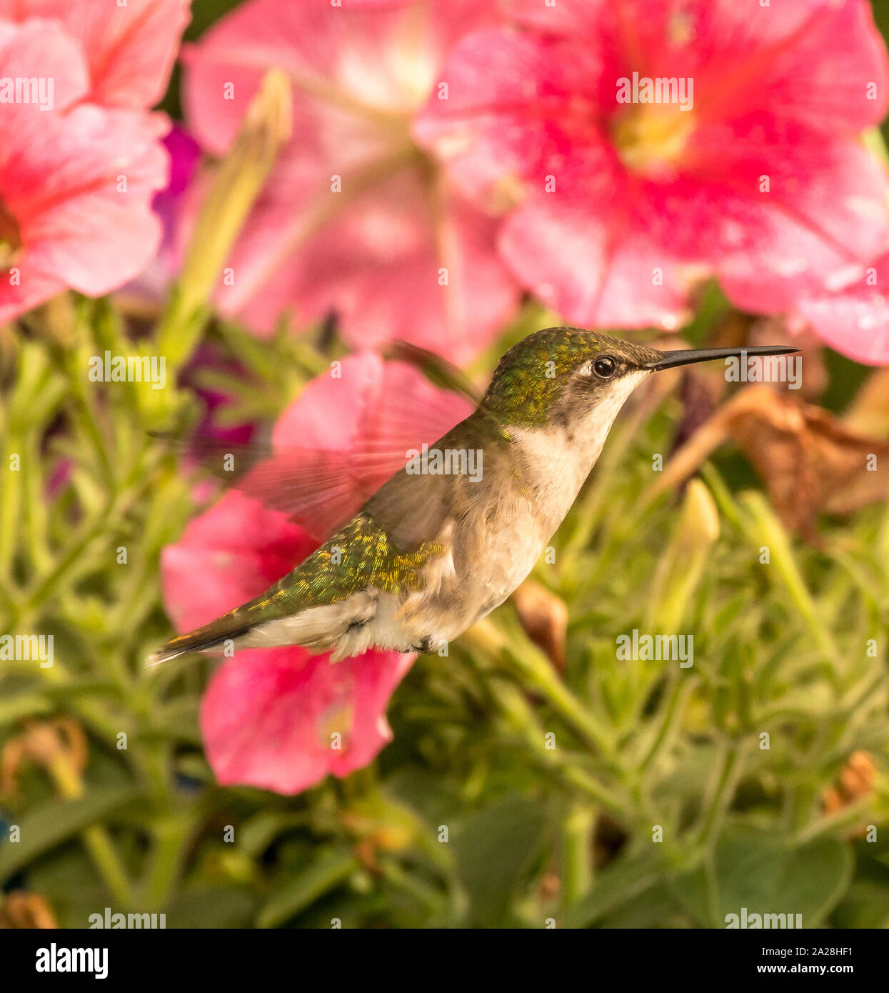 Apodiformes hi-res stock photography and images - Alamy