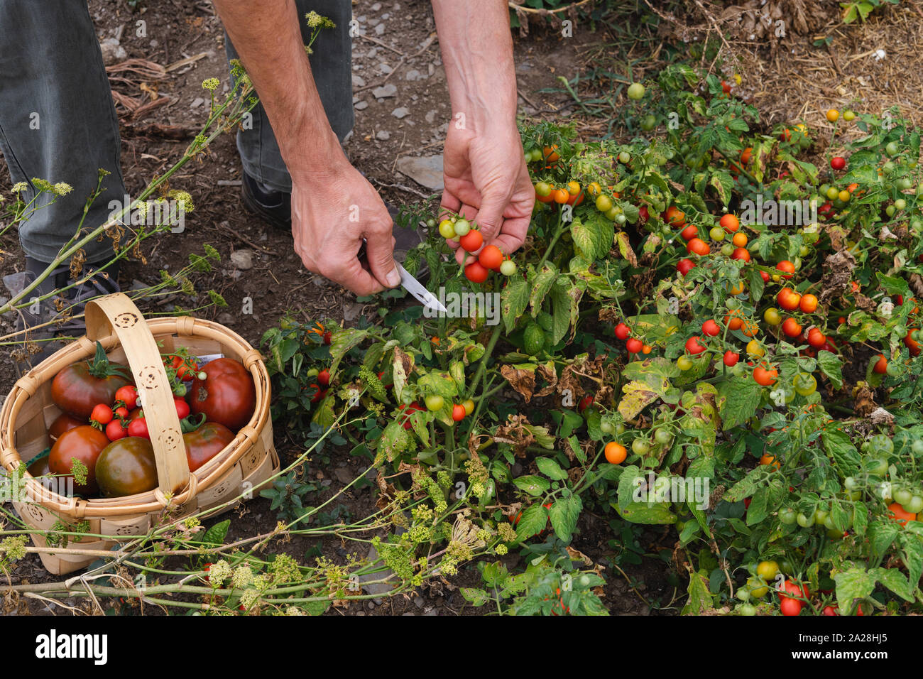 Picking tomatoes by hand in the orchard in wooden basket Stock Photo ...