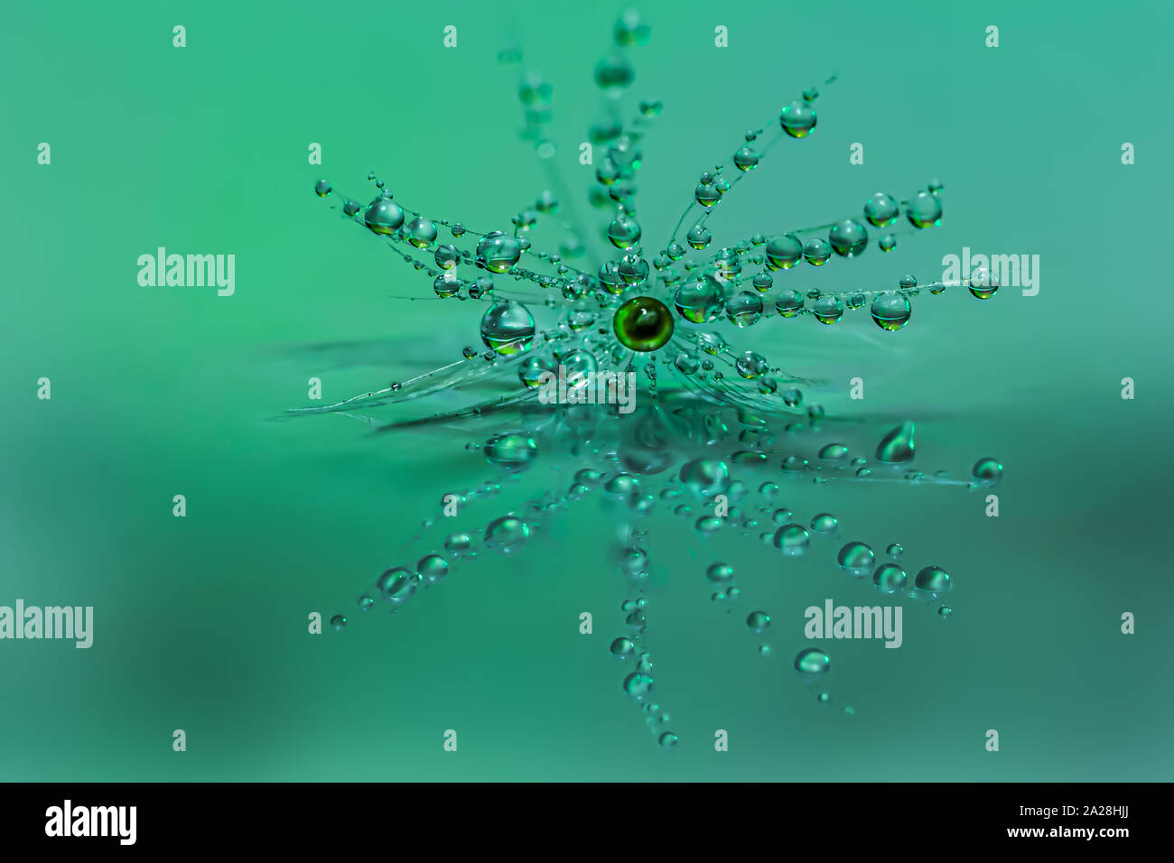 fine art macro photography Stock Photo - Alamy