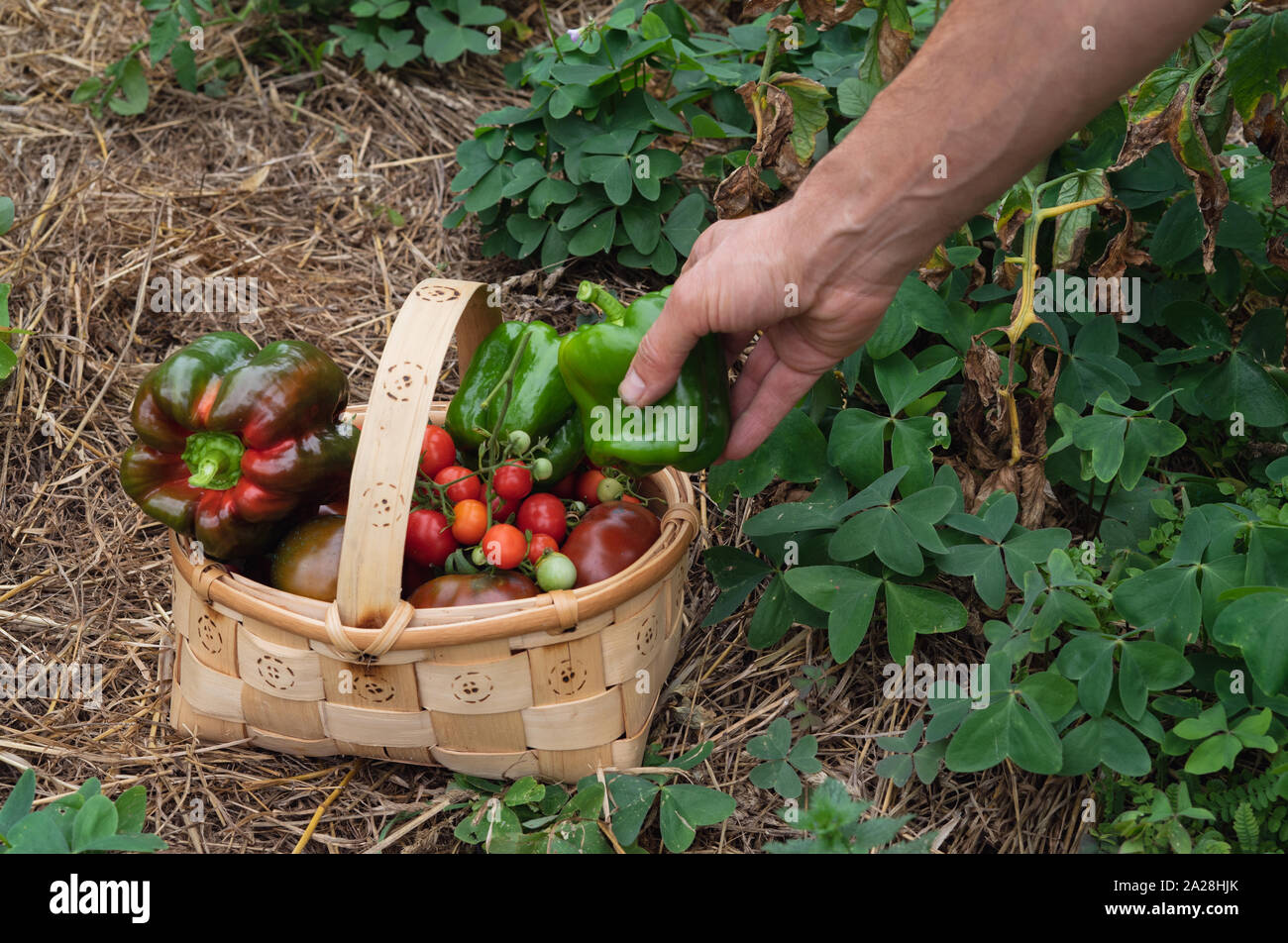 Picking peppers by hand in the orchard in wooden basket Stock Photo - Alamy