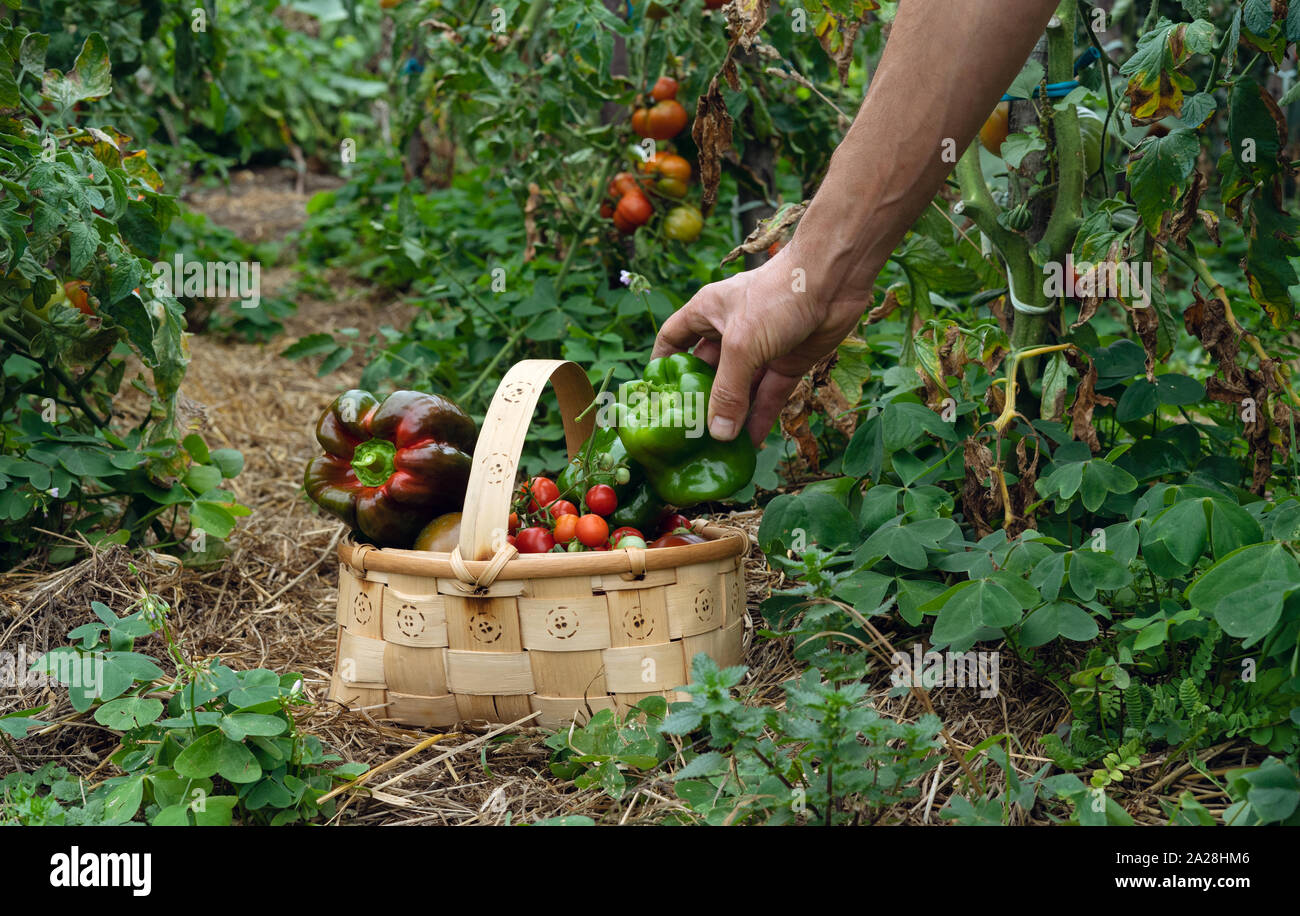 Picking peppers by hand in the orchard in wooden basket Stock Photo - Alamy