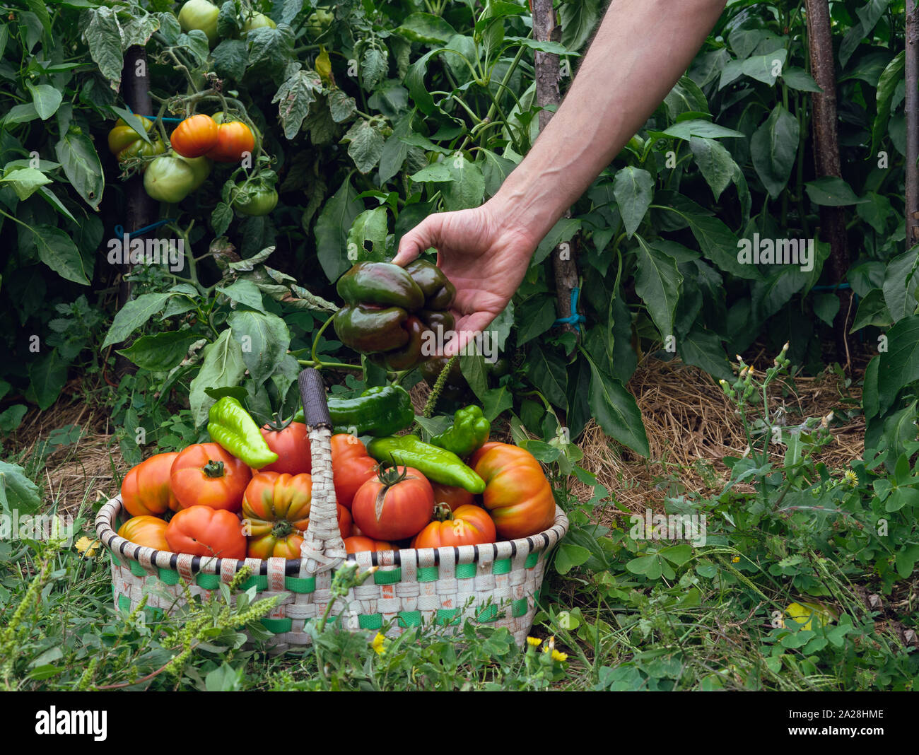 Picking peppers by hand in the orchard in basket Stock Photo - Alamy