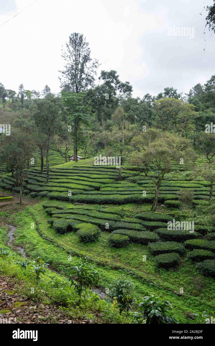 Tea Plantations at Valparai,Tamil Nadu,India Stock Photo - Alamy