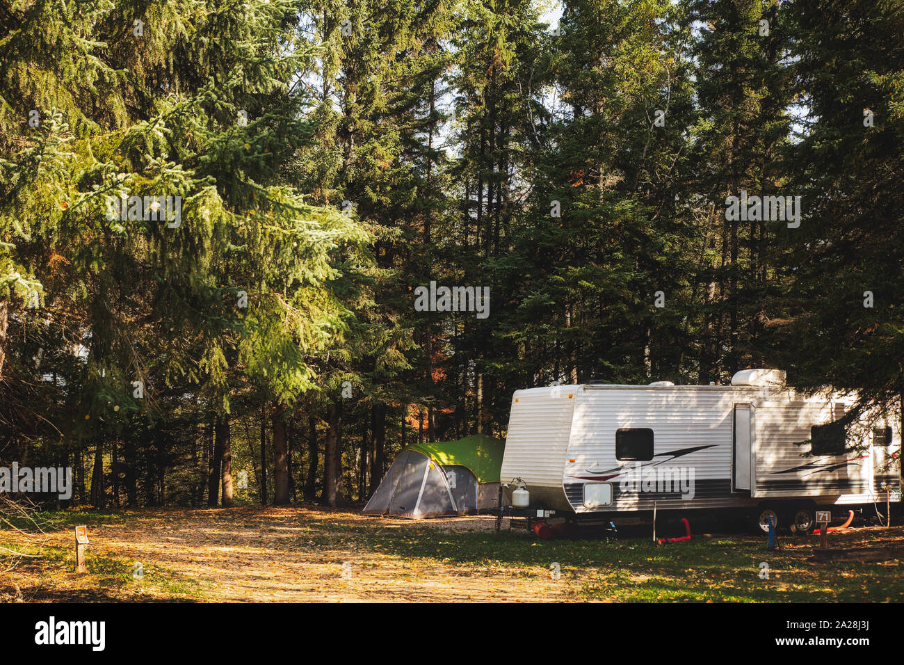 A camper trailer and tent surrounded by tall pine trees parked in a ...