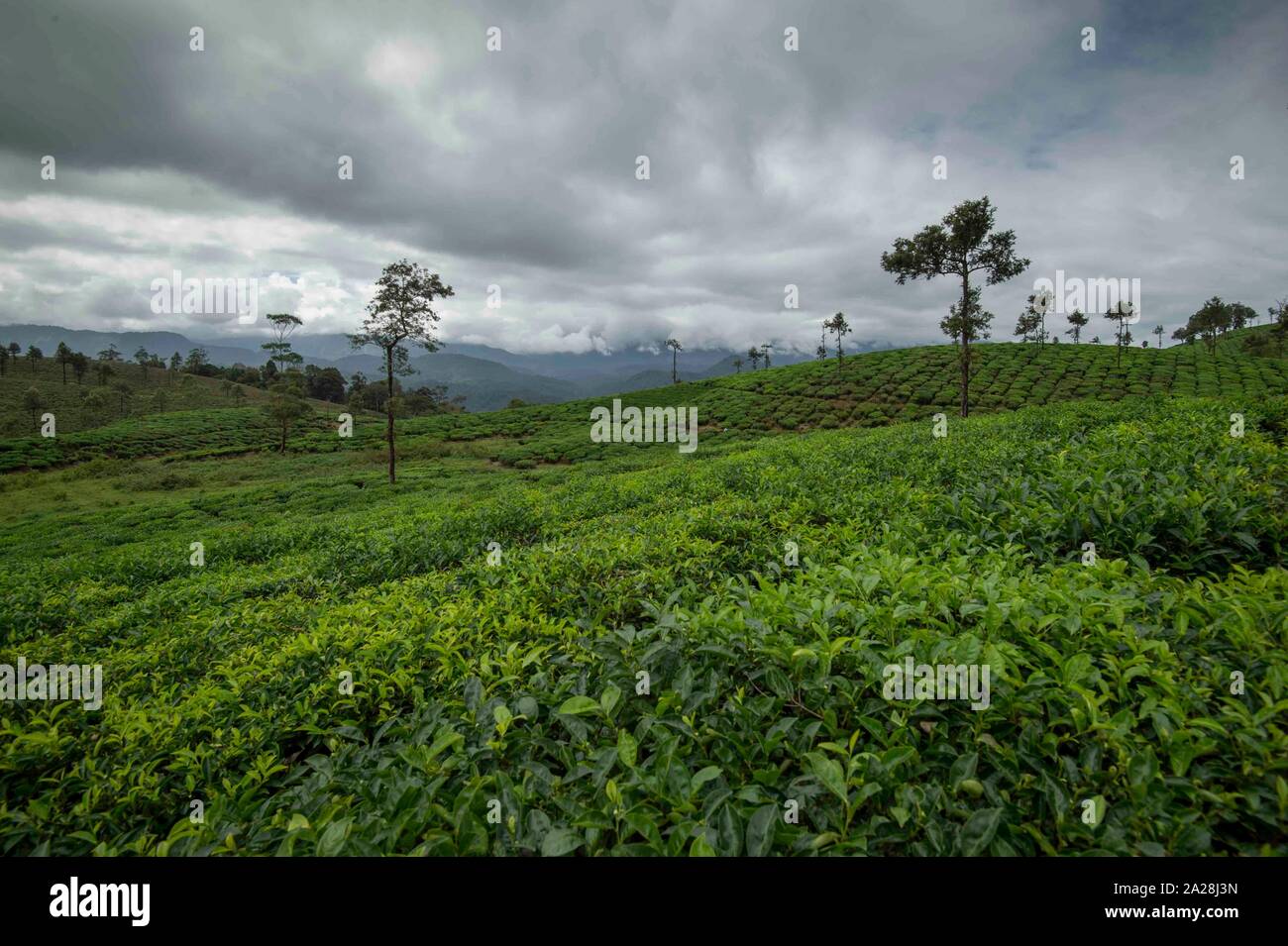 Tea Plantations at Valparai,Tamil Nadu,India Stock Photo - Alamy