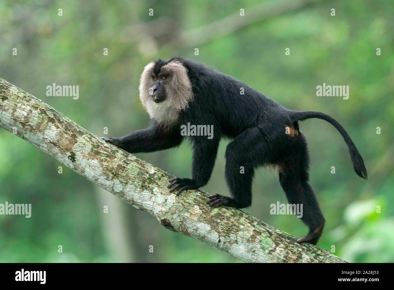 Lion-tail Macaque seen climbing Tree at Valparai,Tamil Nadu,India Stock ...