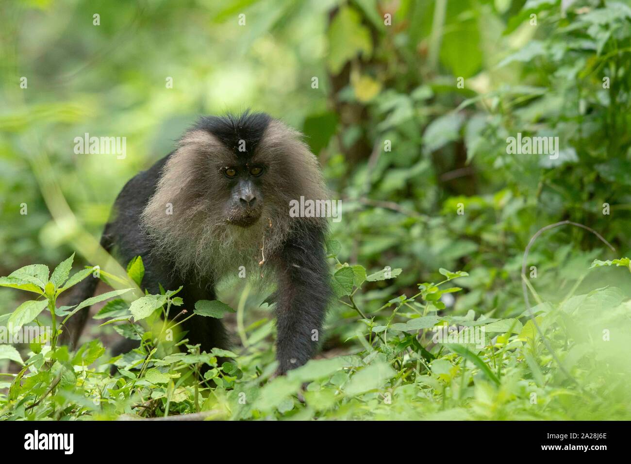 Lion-tail Macaque seen at Valparai,Tamil Nadu,India Stock Photo - Alamy