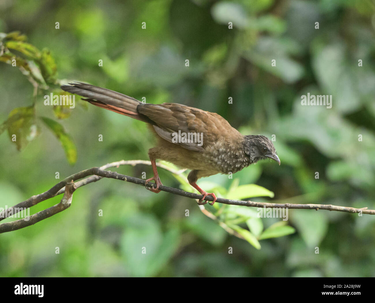 Speckled chachalaca (Ortalis guttata), Copalinga, Podocarpus National ...