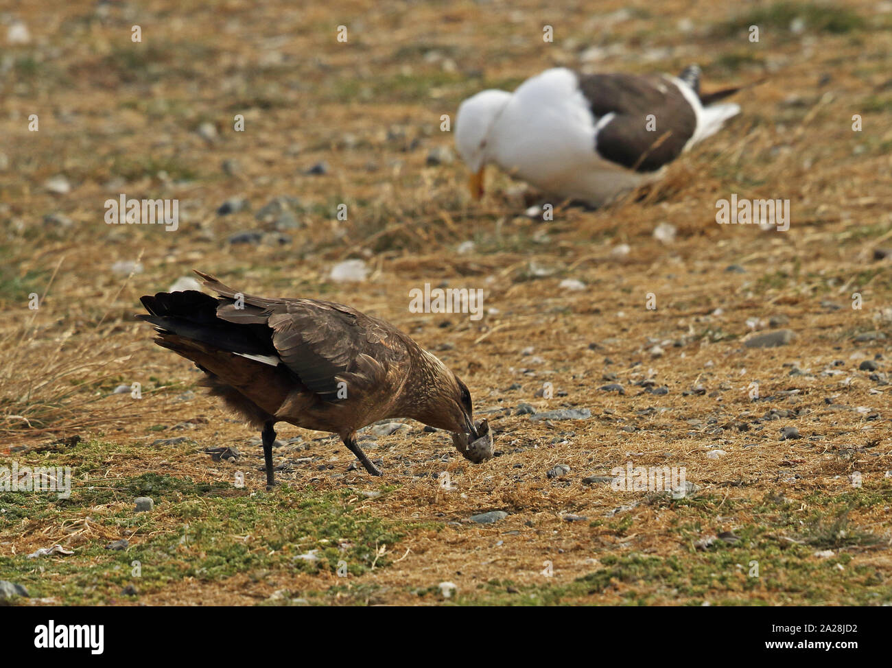 Skua egg egg hi-res stock photography and images - Alamy