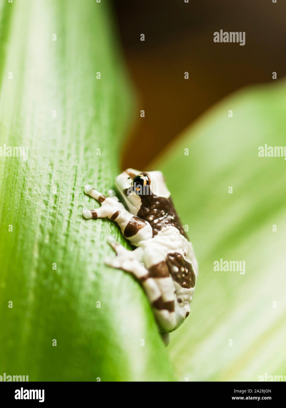 Golden tree frog hi-res stock photography and images - Alamy