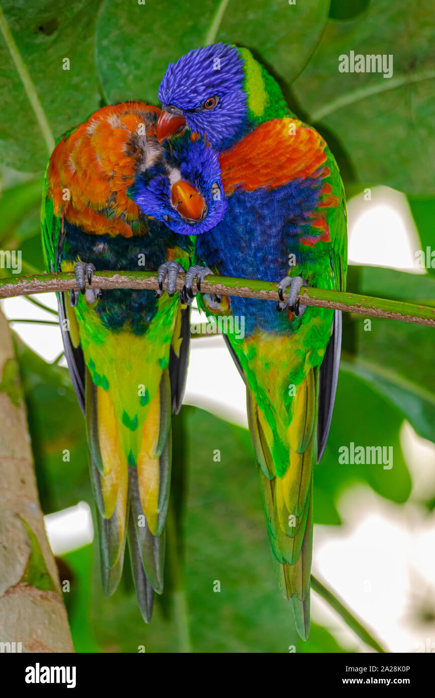 coconut lorikeet pair, (Trichoglossus haematodus), by cleaning time on ...