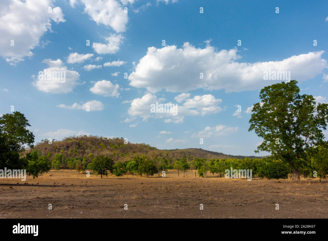 Landscape of Kanha national park or Kanha tiger reserve Madhyapradesh ...