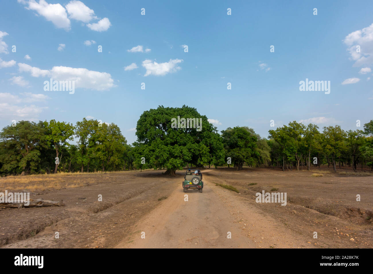 Landscape of Kanha national park or Kanha tiger reserve Madhyapradesh ...