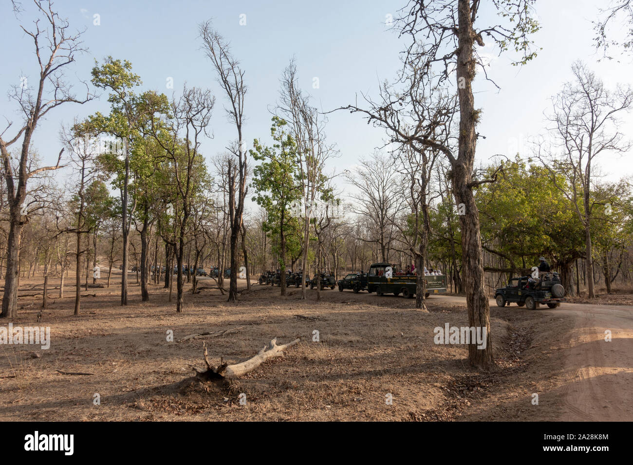Landscape of Pench national park or Pench tiger reserve in central ...