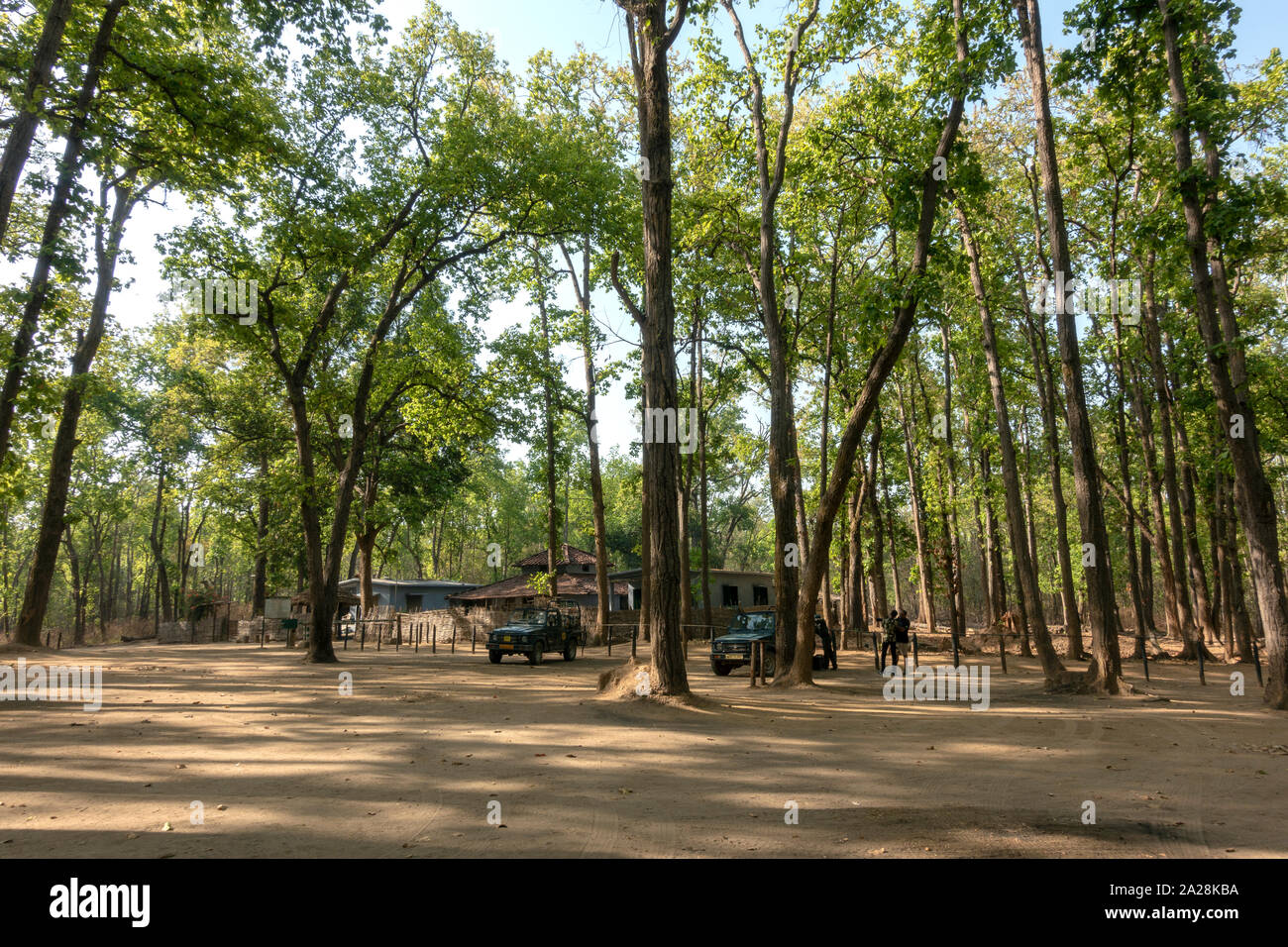 Landscape of Kanha national park or Kanha tiger reserve Madhyapradesh ...