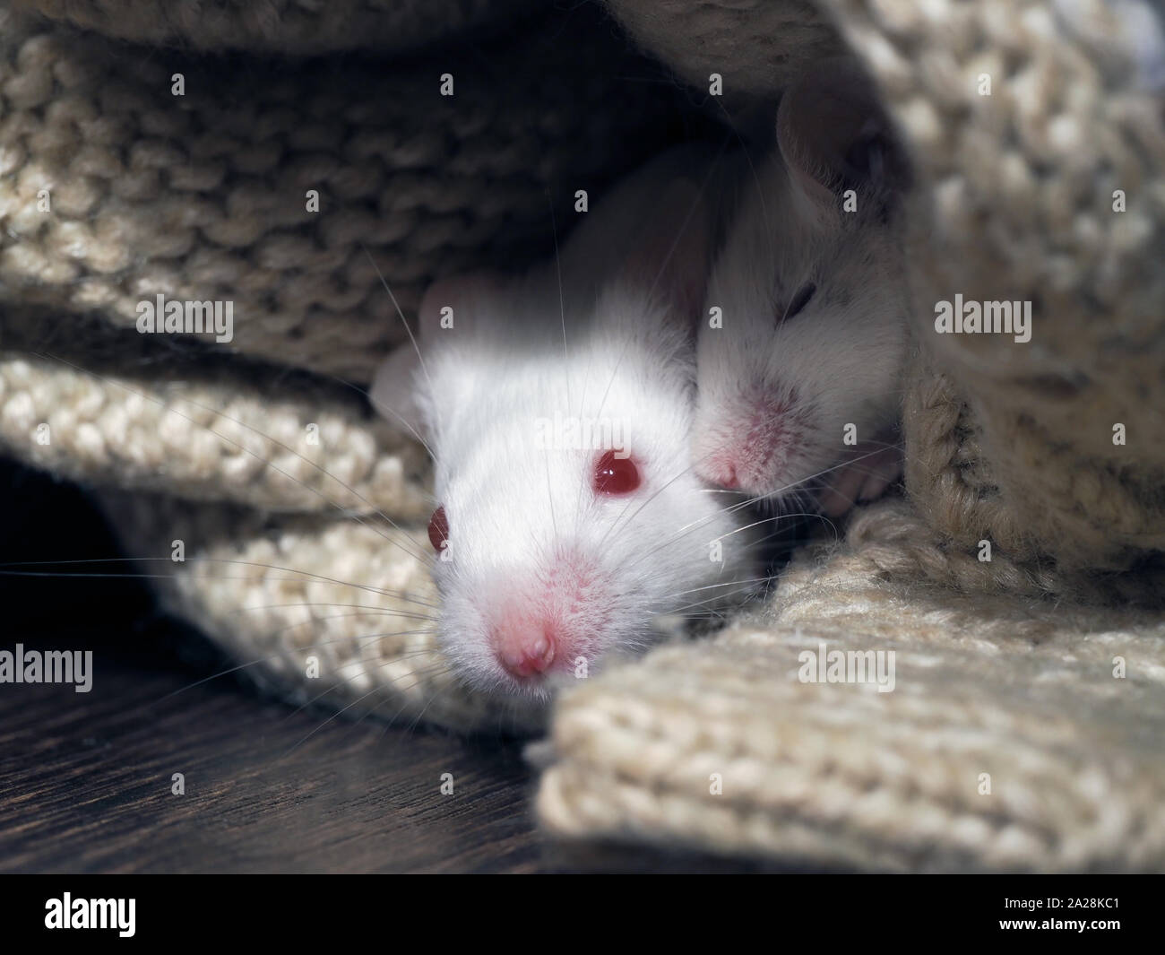 White rats hi-res stock photography and images - Alamy