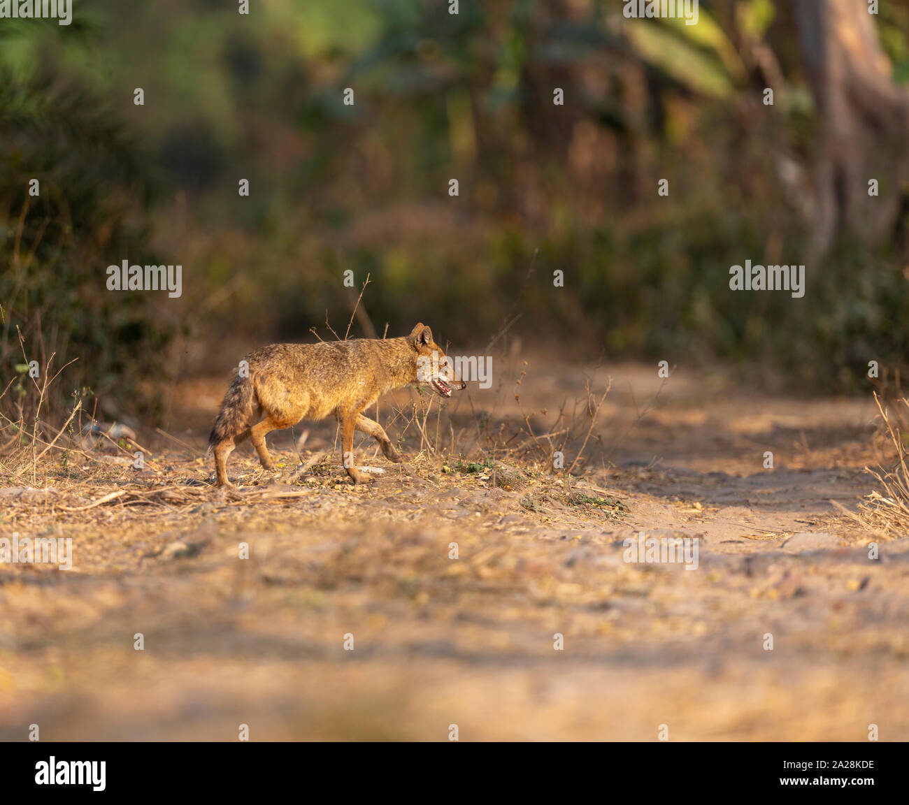 Jaguli nadia hi-res stock photography and images - Alamy