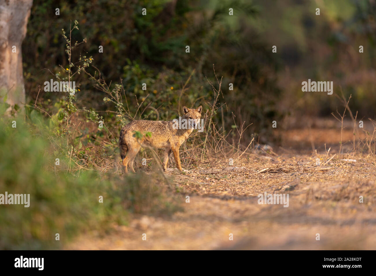 Golden Jackal or Indian Common Jackal or Canis aureus in Kolkata ...