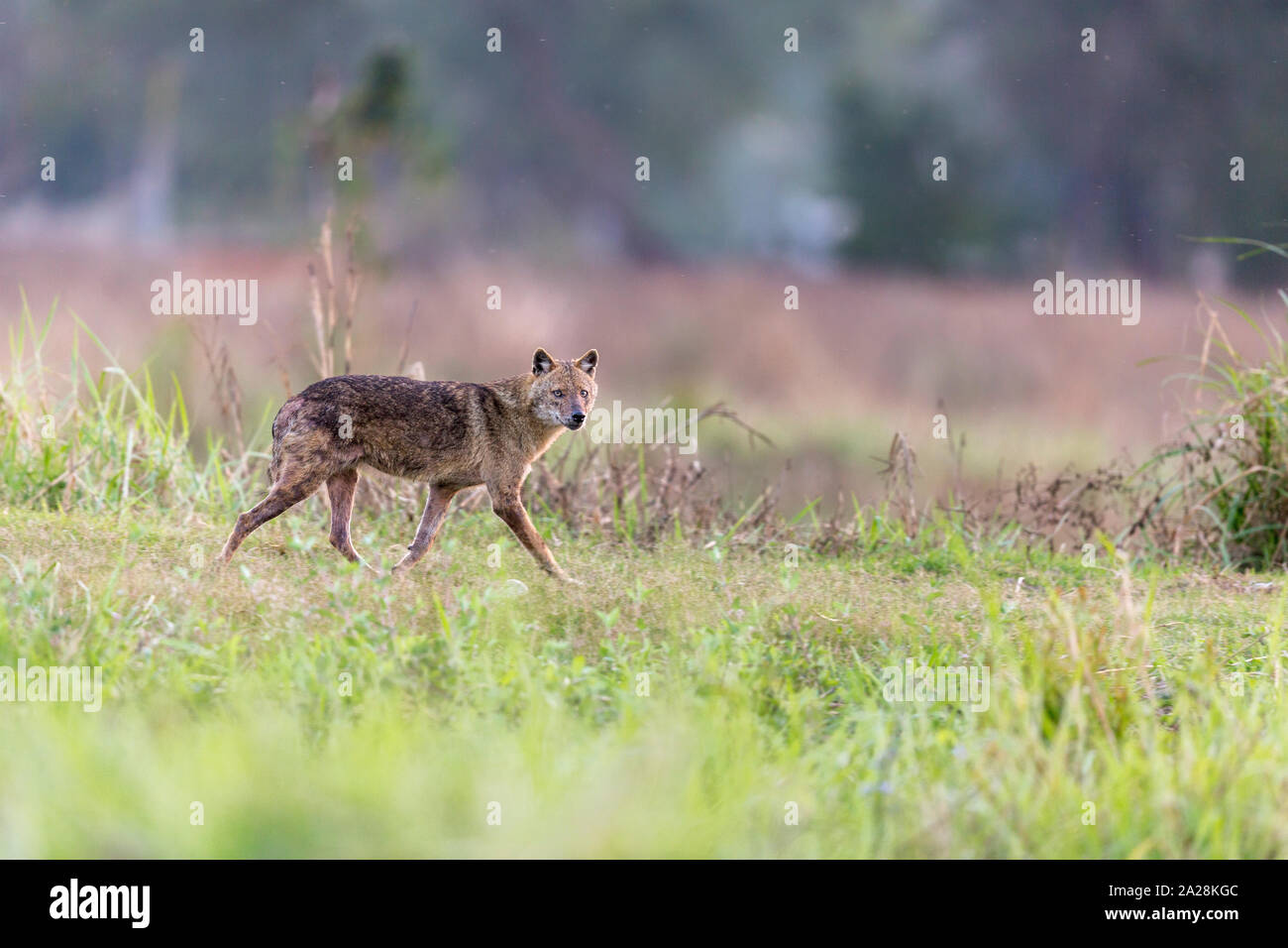 Golden Jackal or Indian Common Jackal or Canis aureus in Kolkata ...