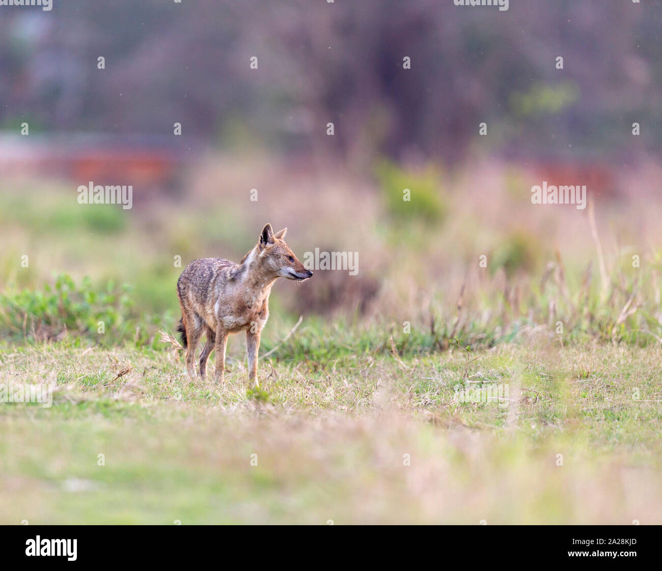 Golden Jackal or Indian Common Jackal or Canis aureus in Kolkata ...