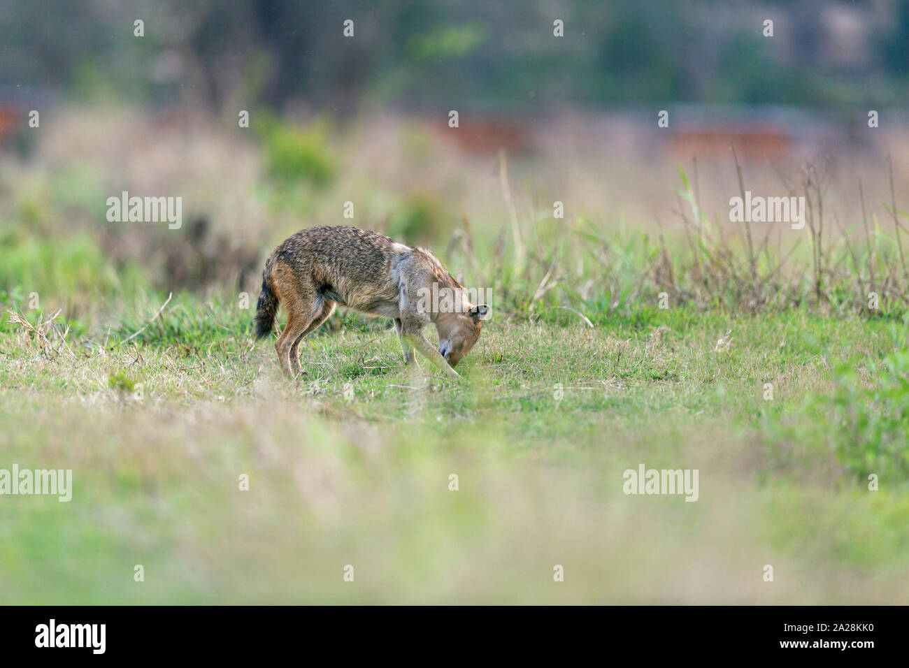 Canis aureus in hi-res stock photography and images - Alamy
